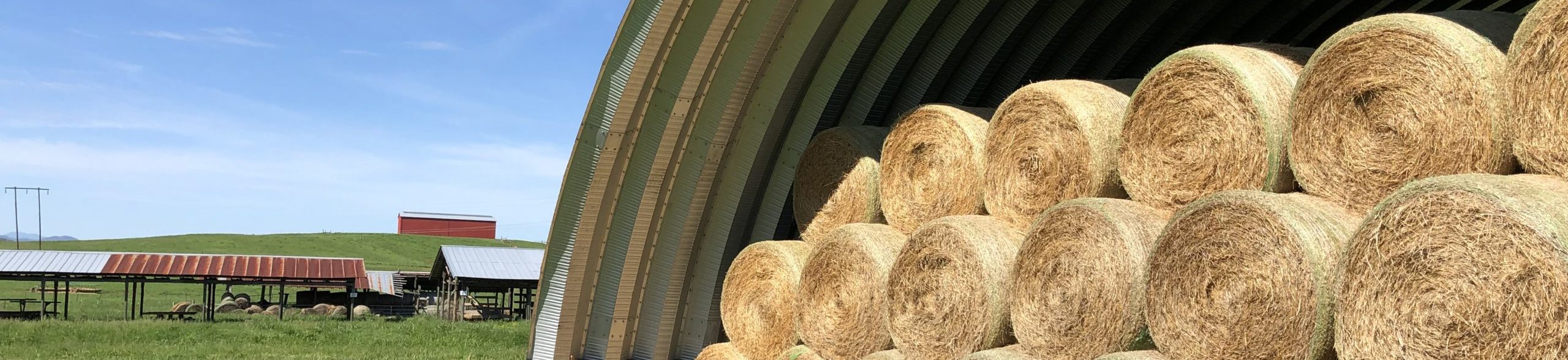 Forage: Hay and Silage | UT Beef & Forage Center