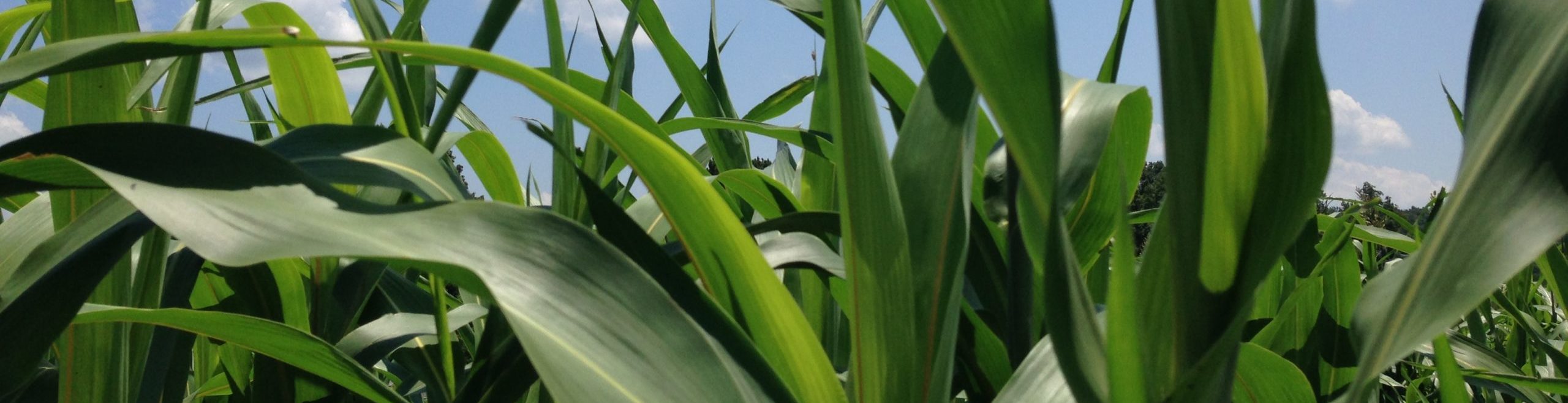 Forage: Planting | UT Beef & Forage Center