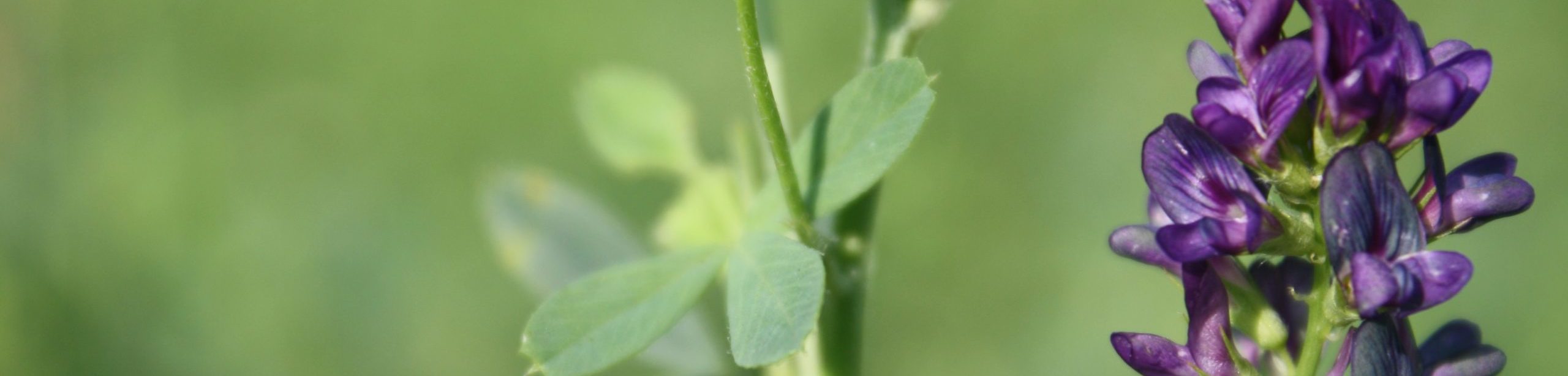 Forage: Forage Species | UT Beef & Forage Center