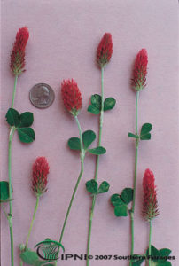 Forage: Species Guide | UT Beef & Forage Center