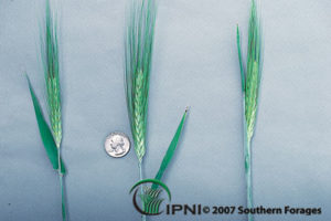 Forage: Species Guide | UT Beef & Forage Center