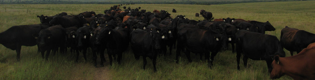 Tennessee Master Beef Producer Program | UT Beef & Forage Center