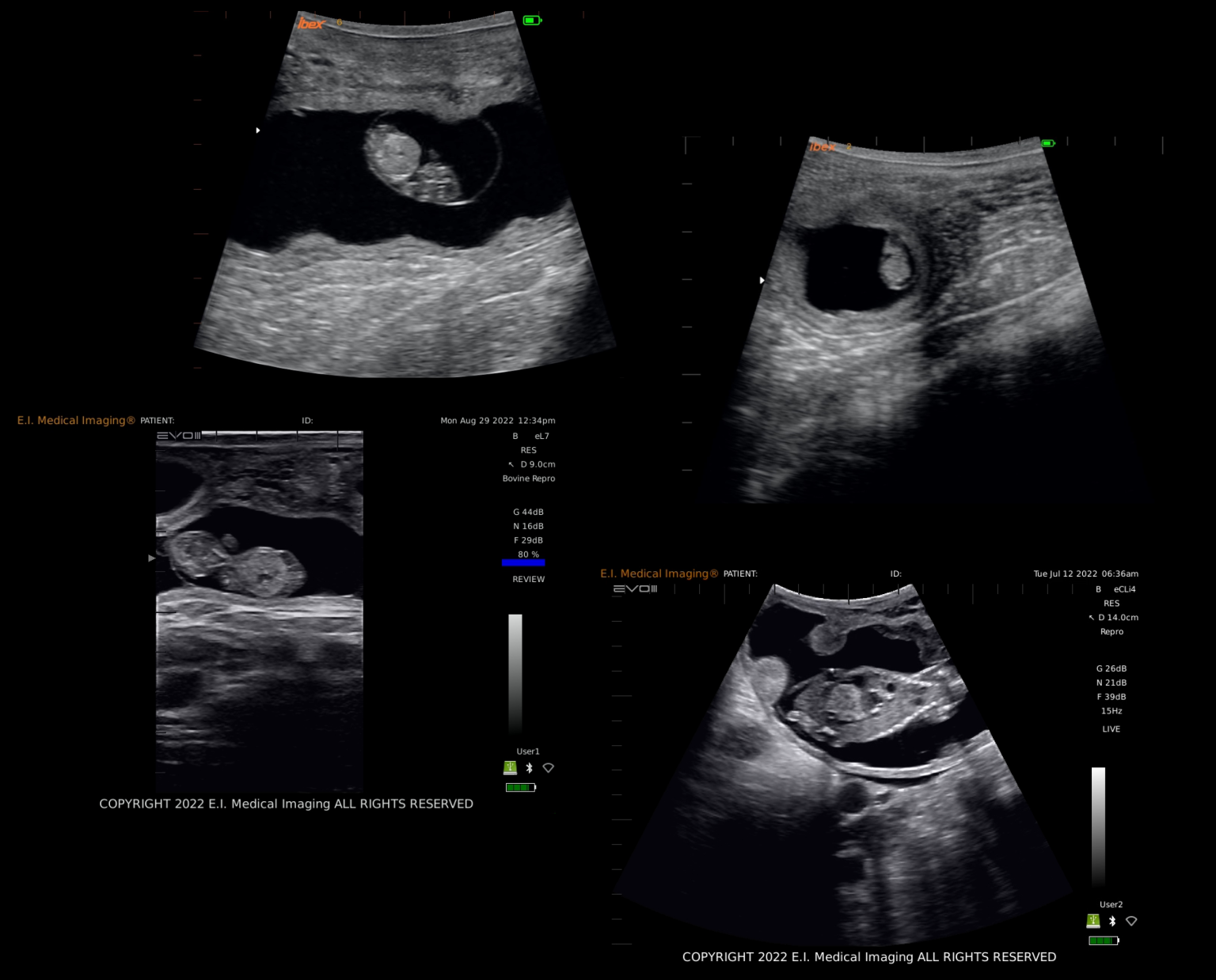 Bovine Reproductive Ultrasound Training | UT Beef & Forage Center