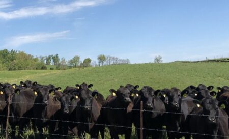 Cattle Nutrition: Should you be feeding high-magnesium mineral? | UT ...