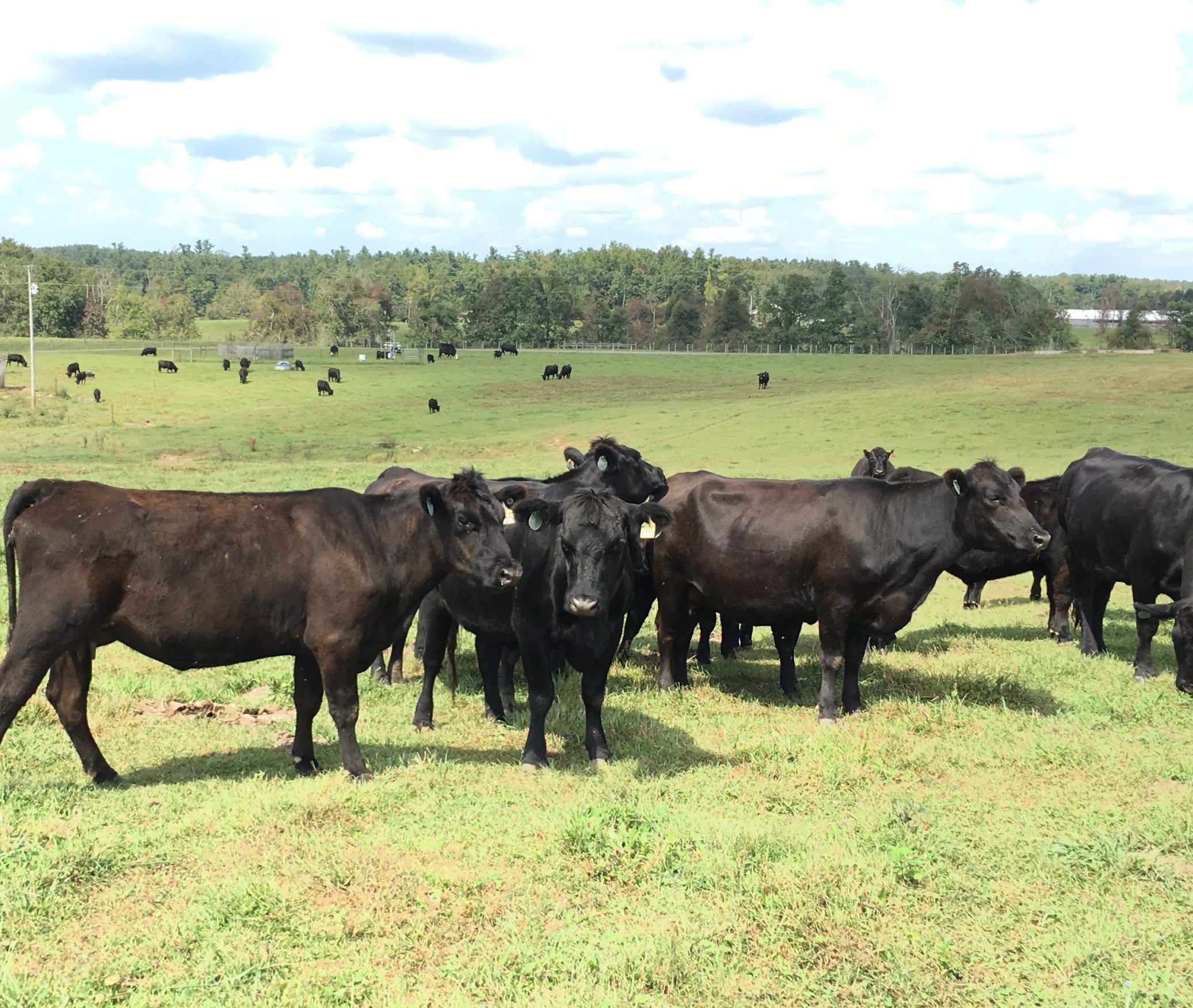 Cattle Economics: Cattle Inventory and the Direction of the Market | UT ...