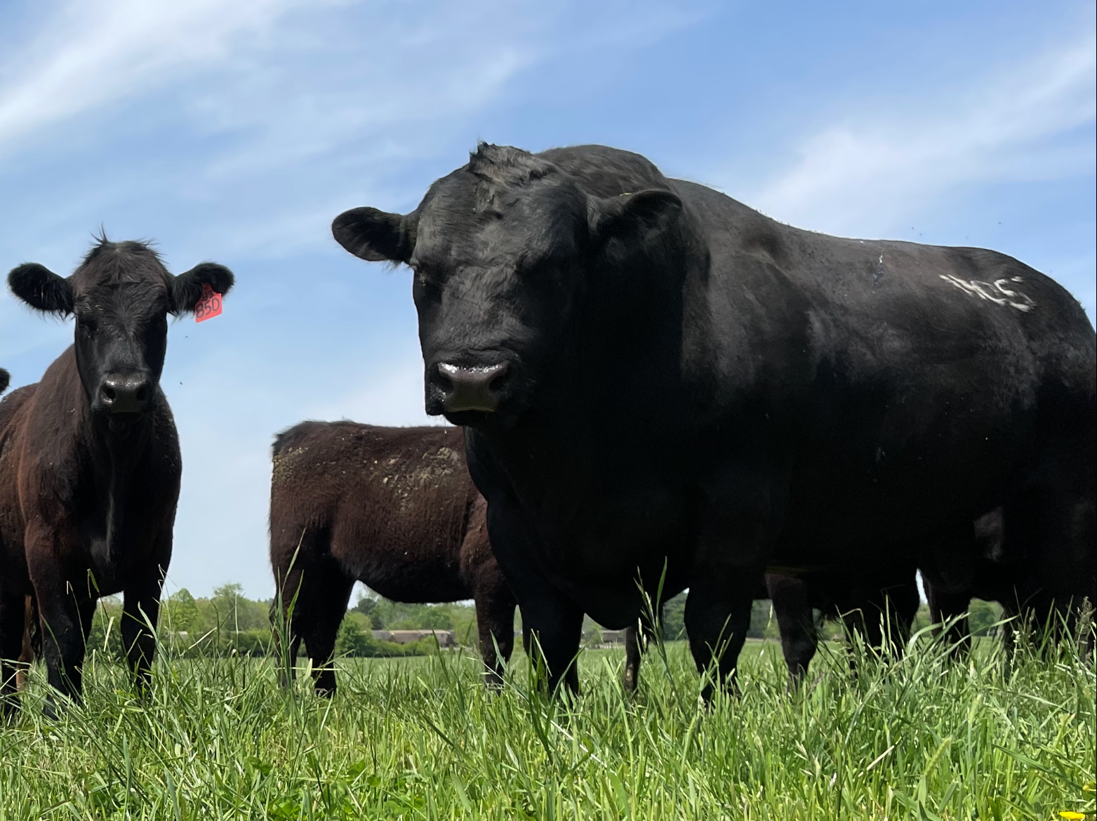 Cattle Nutrition: Bull Selection | UT Beef & Forage Center