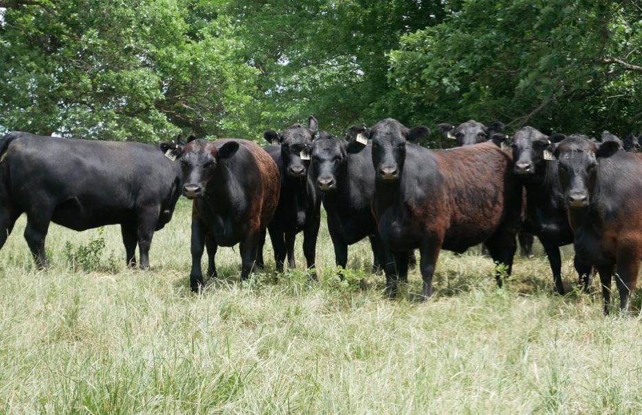 Cattle Genomics: Whole Herd Reporting: Unlocking Opportunities for ...