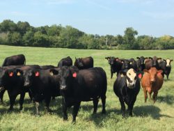 Cattle Genomics: Breeding a Better-Adapted Cow | UT Beef & Forage Center