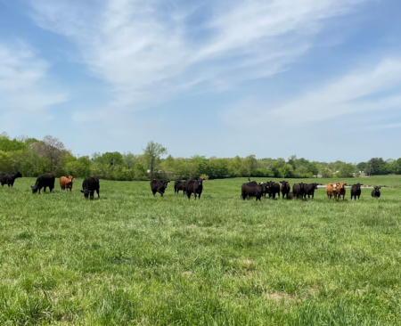 Forage Management: Smaller Pastures = Better Pastures | UT Beef ...