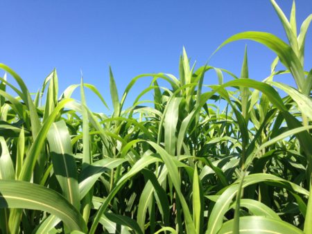 Forage Management: Stay the Course | UT Beef & Forage Center