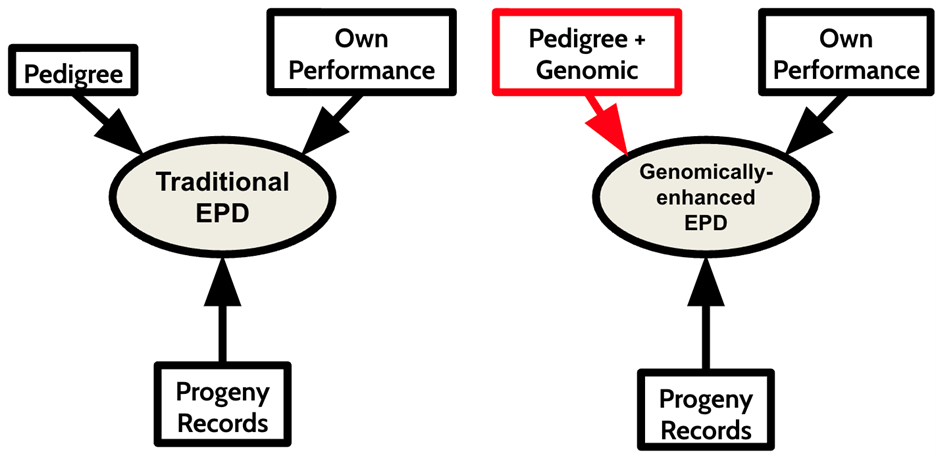 National Beef Wire | Cattle Genomics: EPD-ology/Putting Genomics to