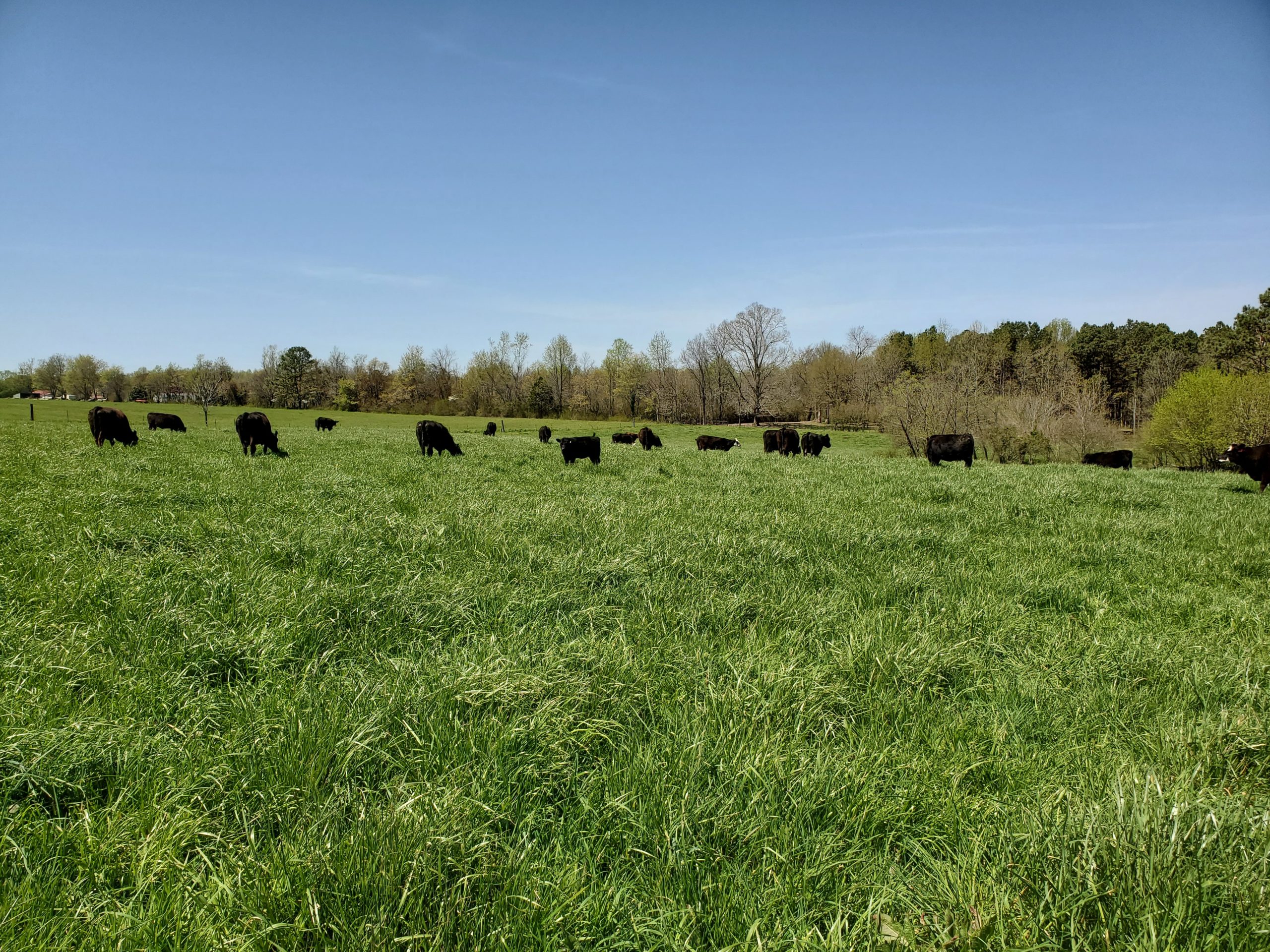 Tennessee Forage & Grassland Council | UT Beef & Forage Center