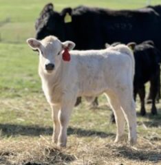 Cattle Genomics: Evaluating the Whole Picture | UT Beef & Forage Center
