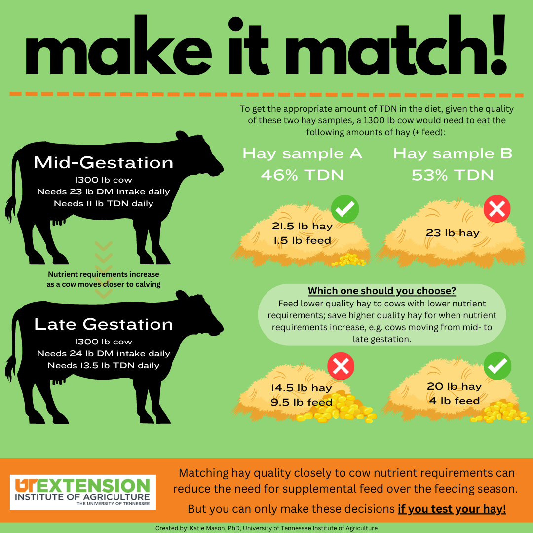 Cattle Feed Nutrition