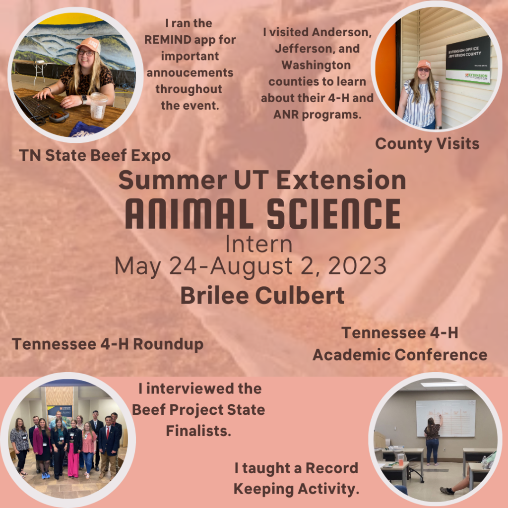 Cattle Nutrition: Animal Science Extension Internship | UT Beef ...