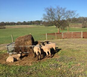 Forage Management: What’s On Your Forage Menu? | UT Beef & Forage Center