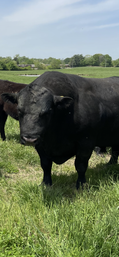Cattle Reproduction: Asking the right questions with Bull Selection ...