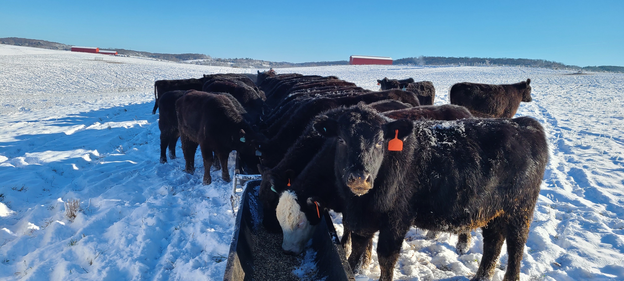 UT Beef and Forage Center