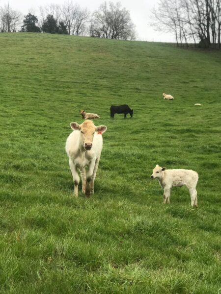 Cattle Nutrition: Tips and Reminders for Spring | UT Beef & Forage Center