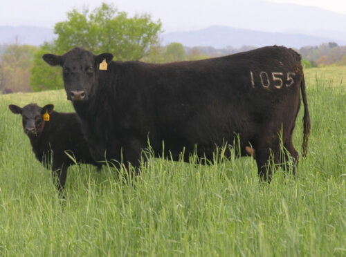 Cattle Reproduction: Using Pre-synchronization to Improve Fixed-time AI ...