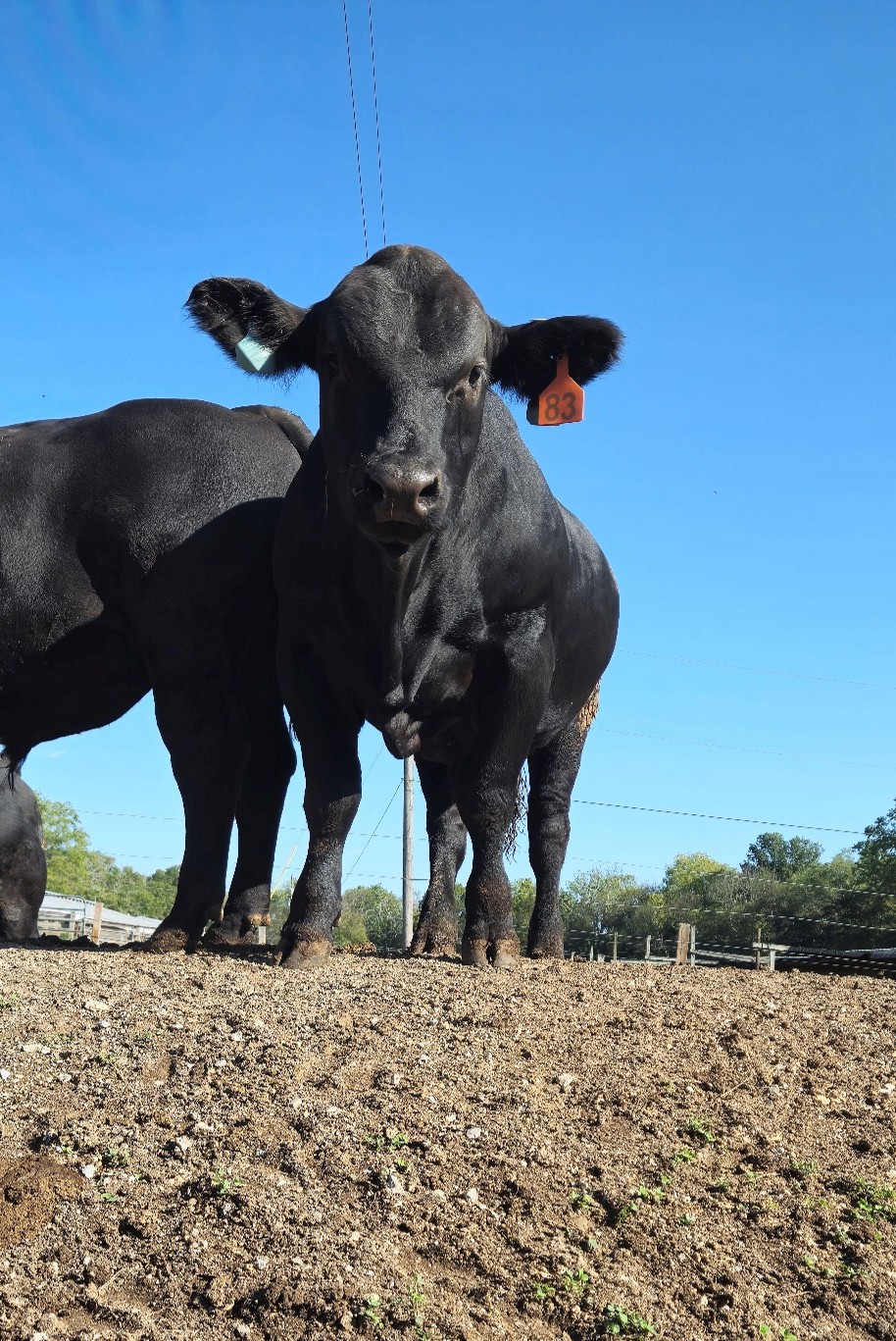 Navigating the Bull Sale: How to Pick the Best Bull for Your Herd's ...