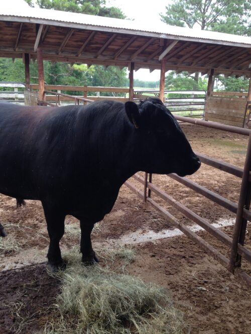 Cattle Reproduction: The Role of Sperm Quality and Breeding Soundness ...