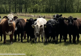 Cattle Genomics: Using Genetics to Build the Perfect Cow | UT Beef ...