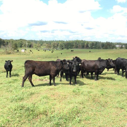 Cattle Economics: Ten Year Cattle Price Comparison | UT Beef & Forage ...