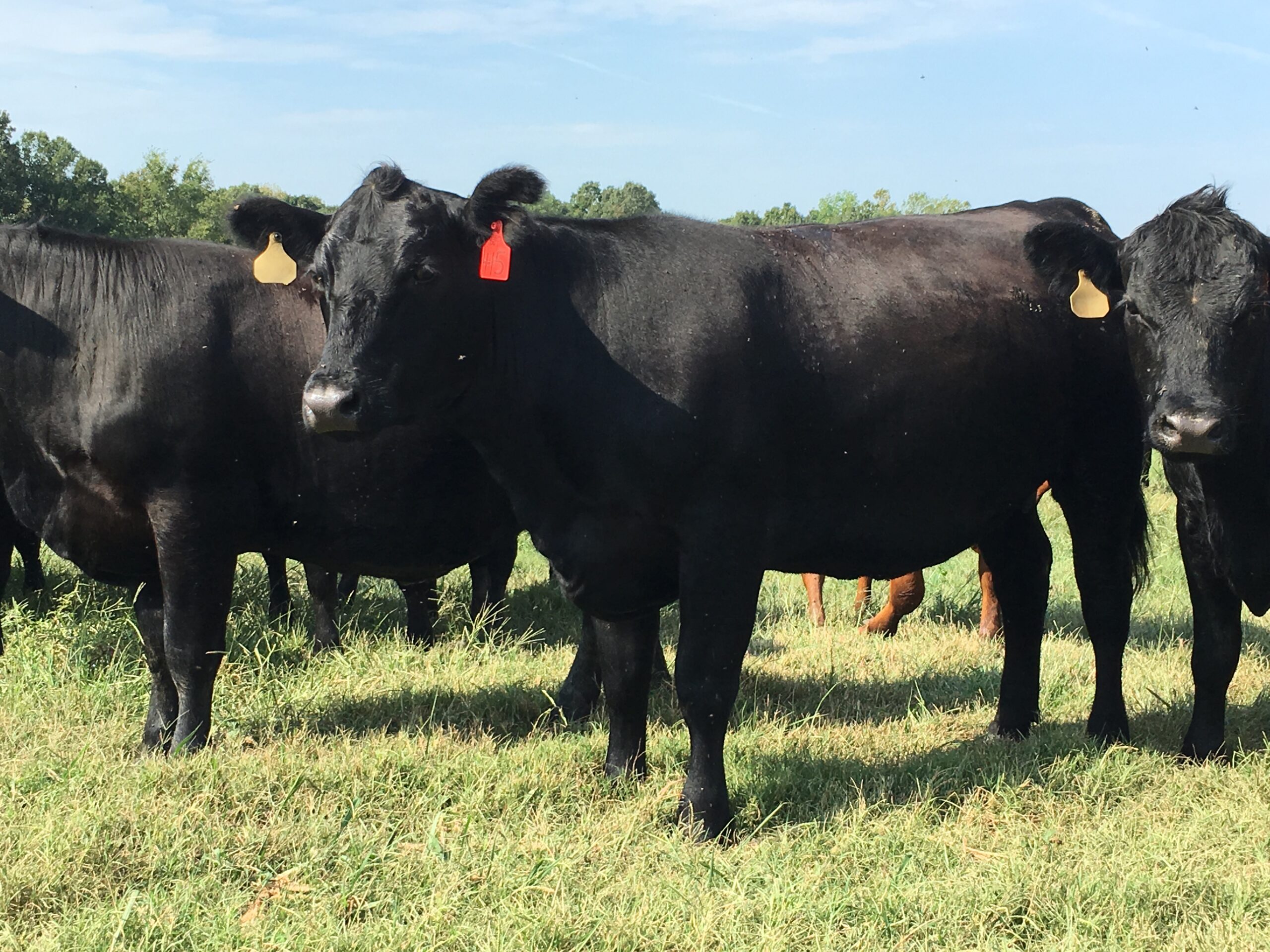 Meat Science: Making the Grade- What’s the Difference Between Yield and ...