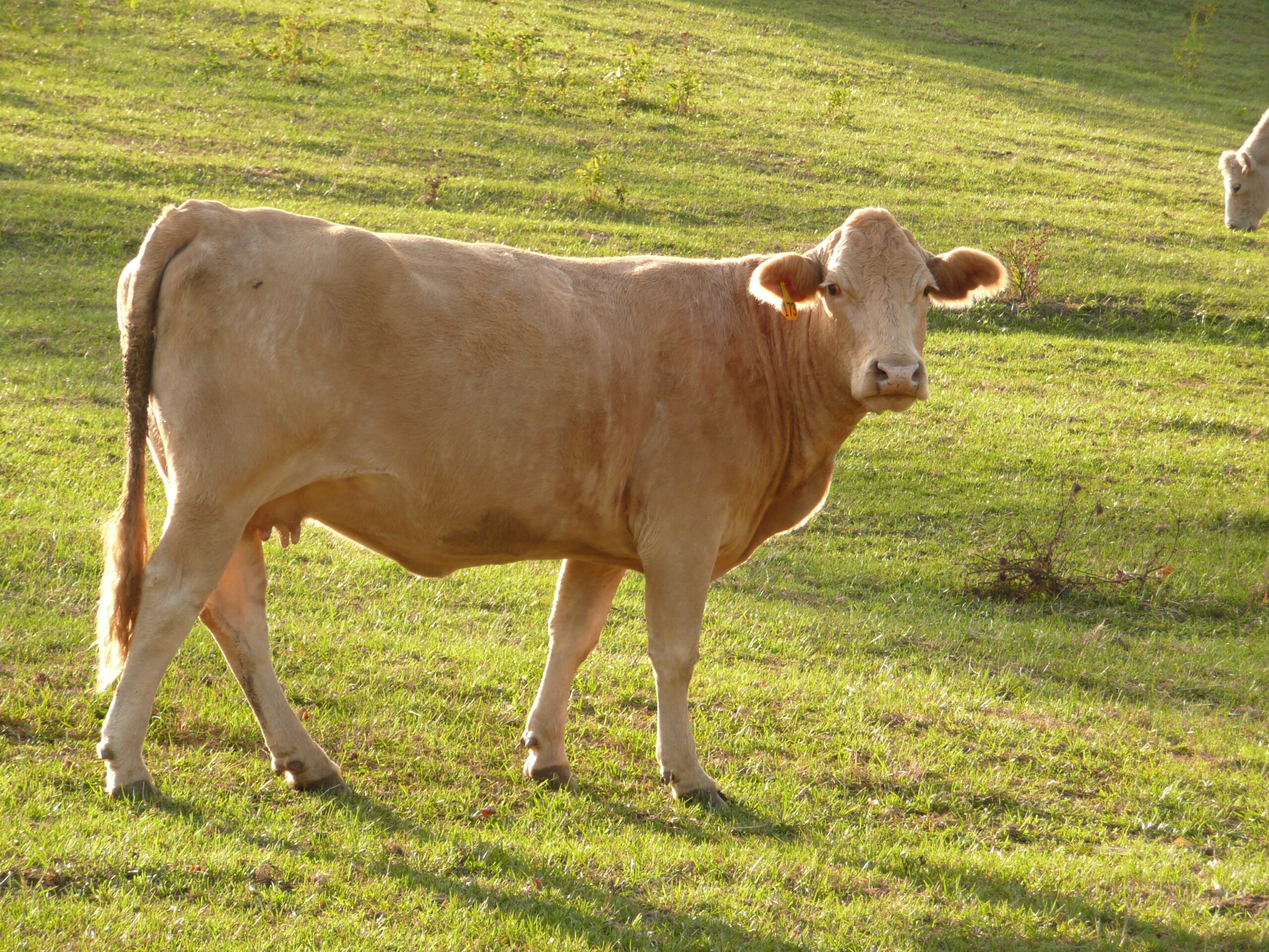 Cattle Economics: Ten Year Cattle Price Comparison | UT Beef & Forage ...