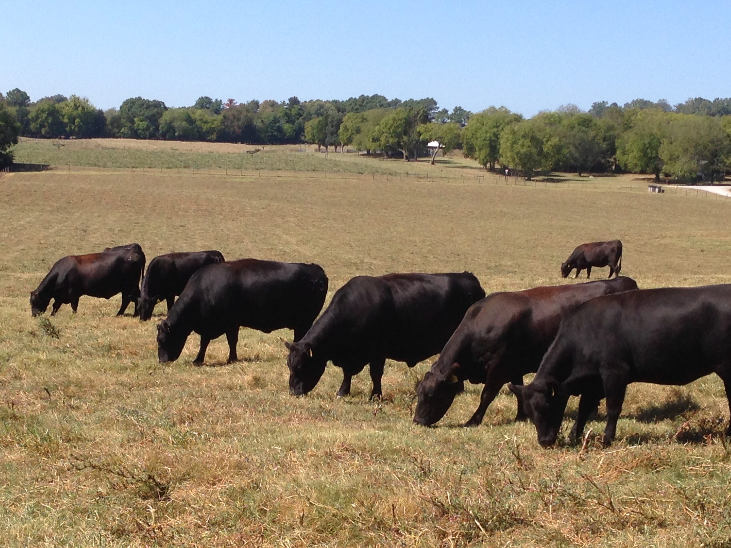 Forage Management: Preparing for a Dry Fall with Strategies to Stretch ...