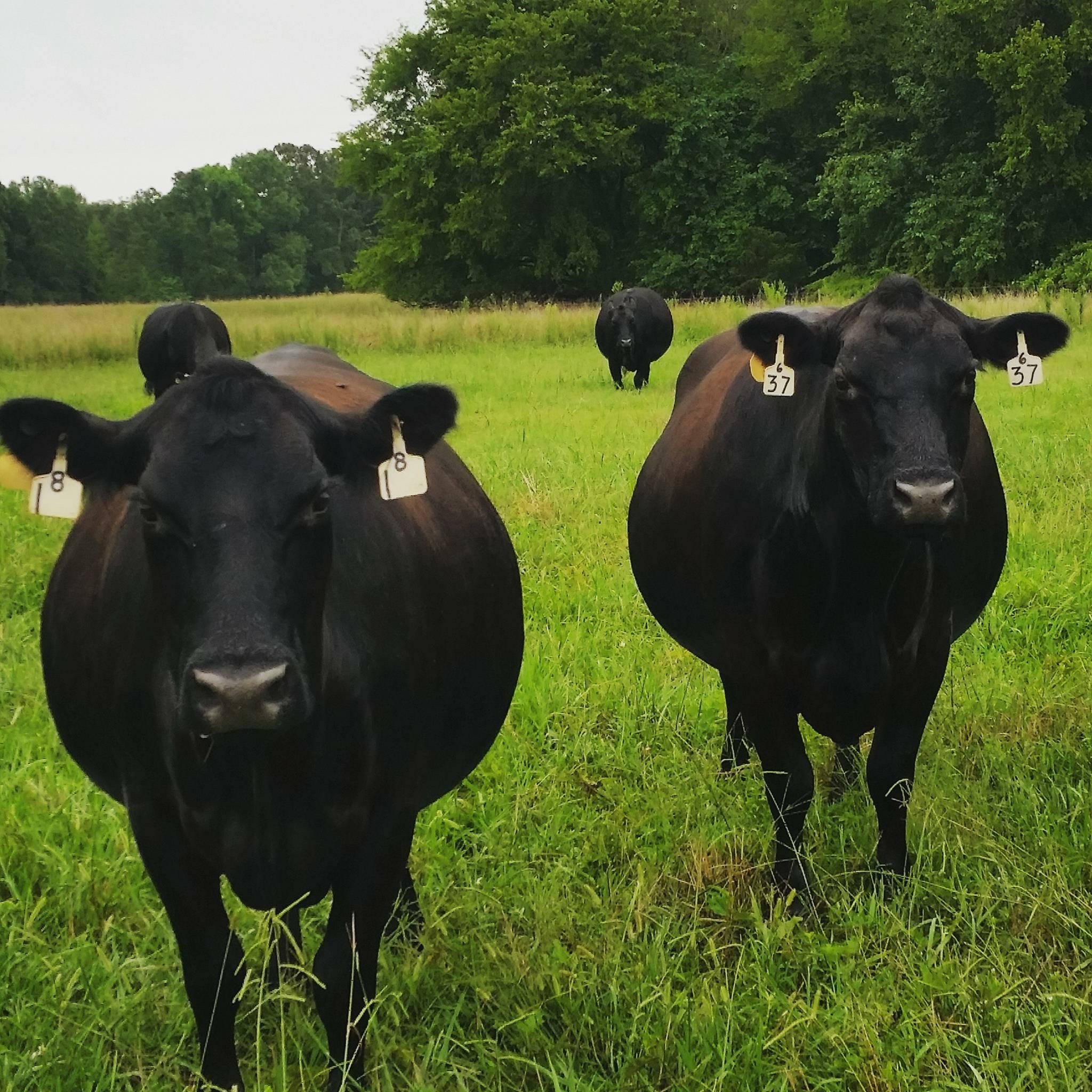 Cattle Reproduction: The Influence of the Bull on Beef Cattle Pregnancy ...